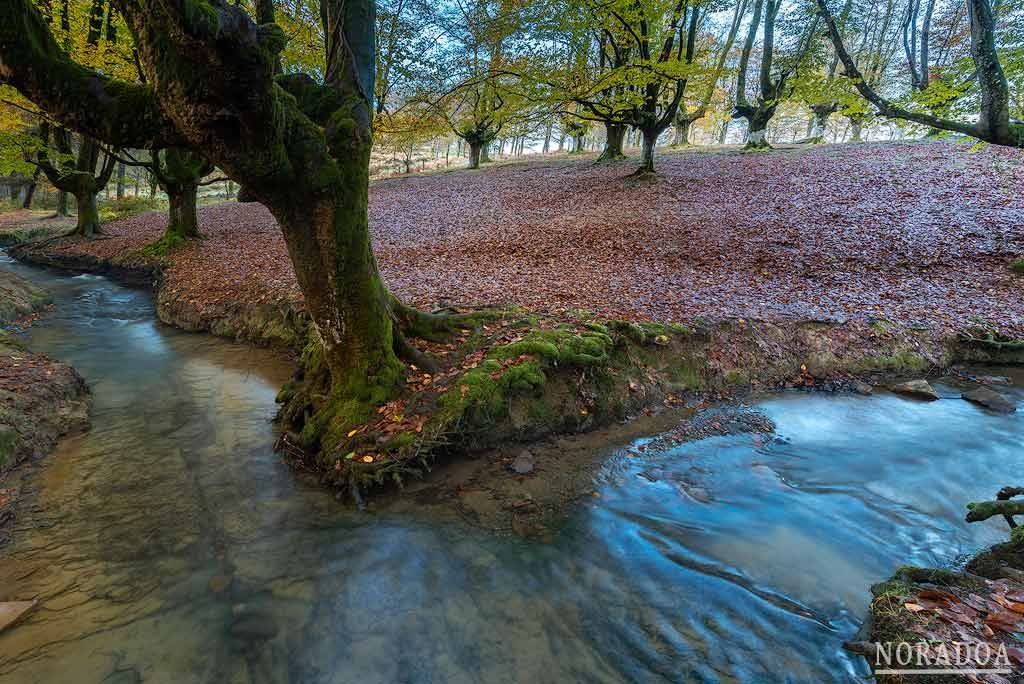 Los 18 bosques asombrosos que debemos visitar en España - Noradoa